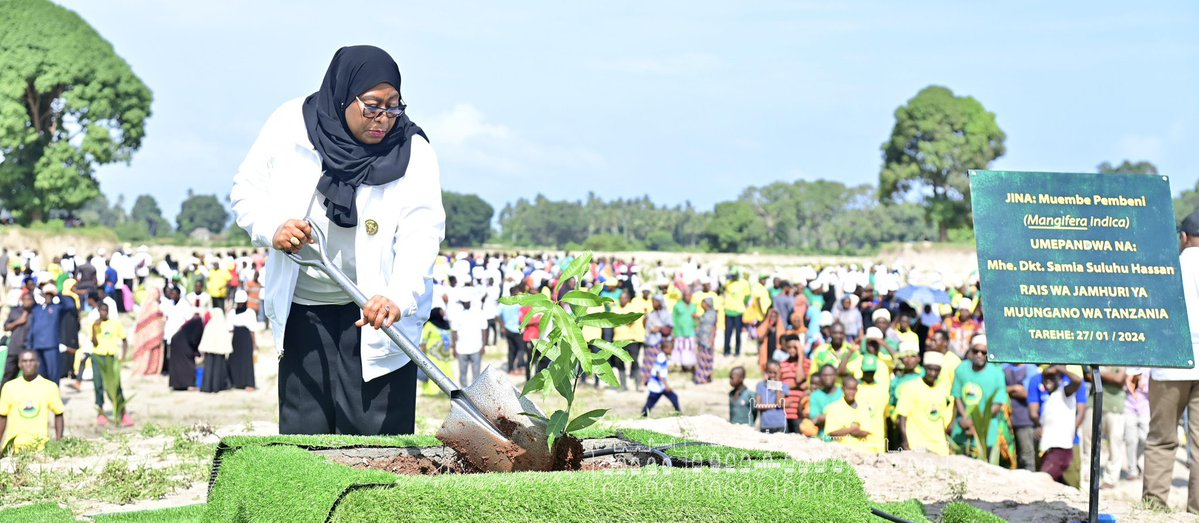 Rais Samia Suluhu Hassan akipanda mti aina ya Muembe Pembeni (Mangifera ...